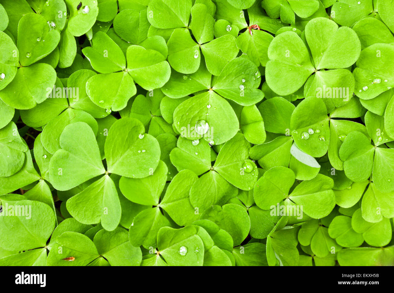 green clover background Stock Photo - Alamy