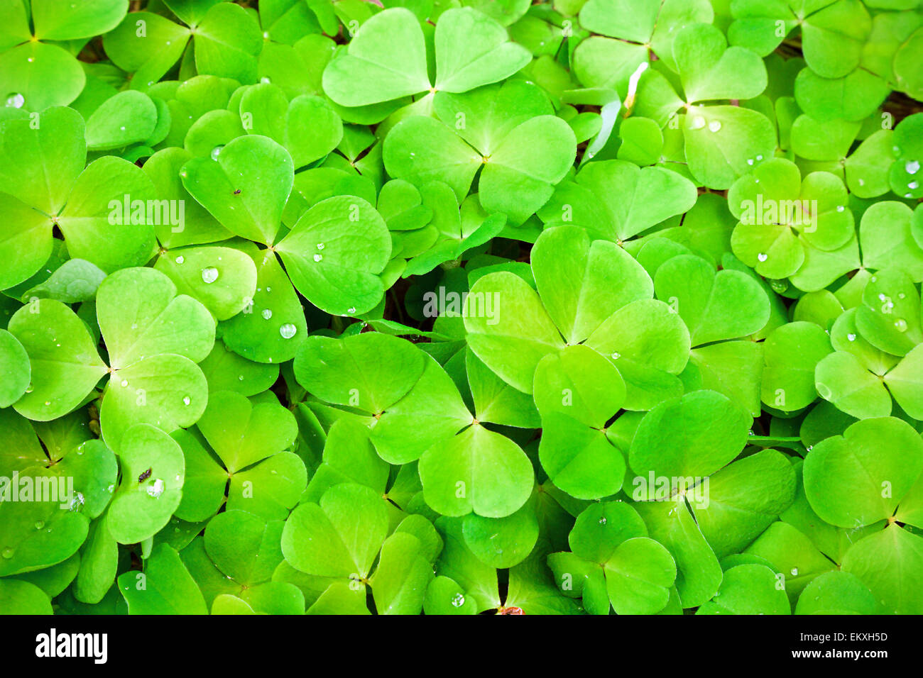 Green clover background hi-res stock photography and images - Alamy