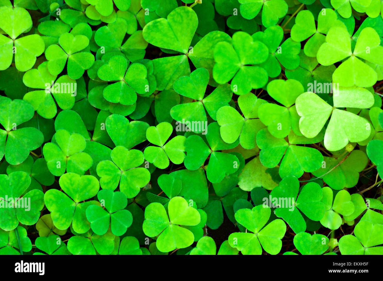 green clover background Stock Photo - Alamy