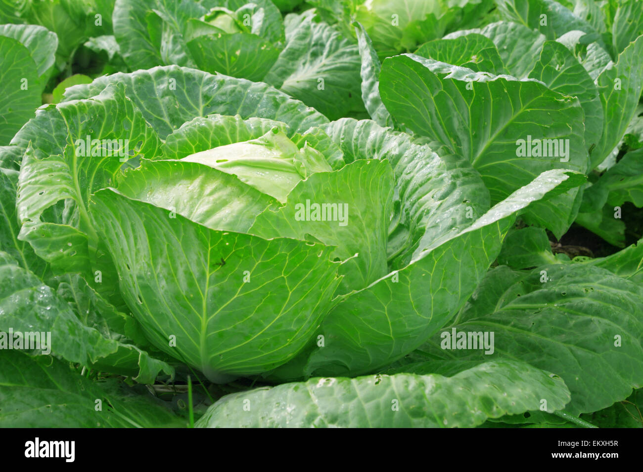Maturing cabbage hi-res stock photography and images - Alamy