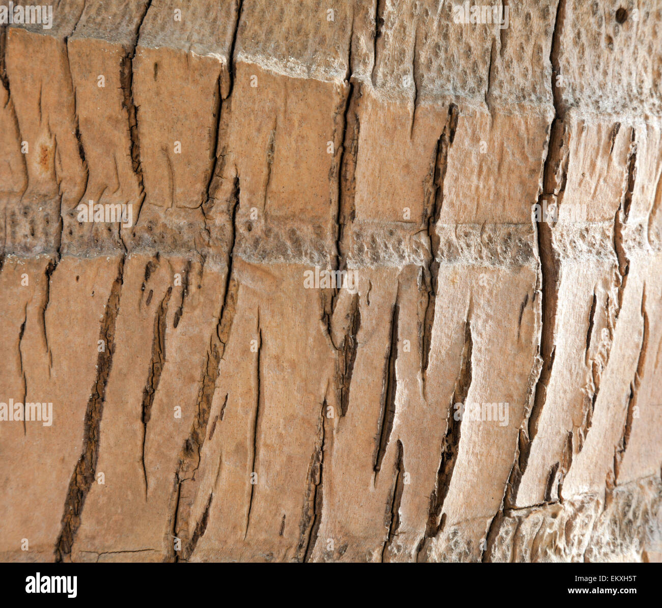 texture of a palm tree Stock Photo - Alamy