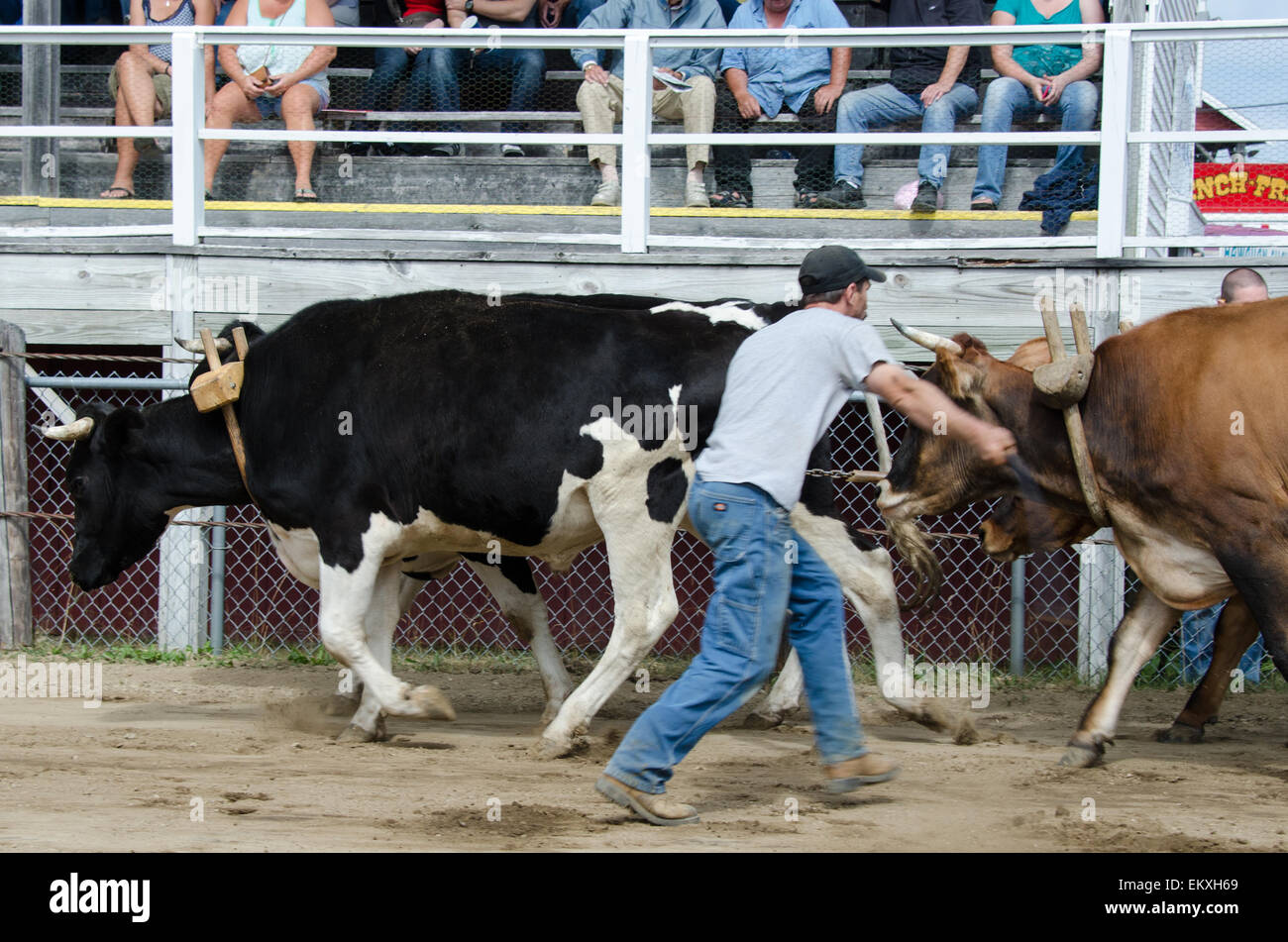 Oxen pulling competition hi-res stock photography and images - Alamy