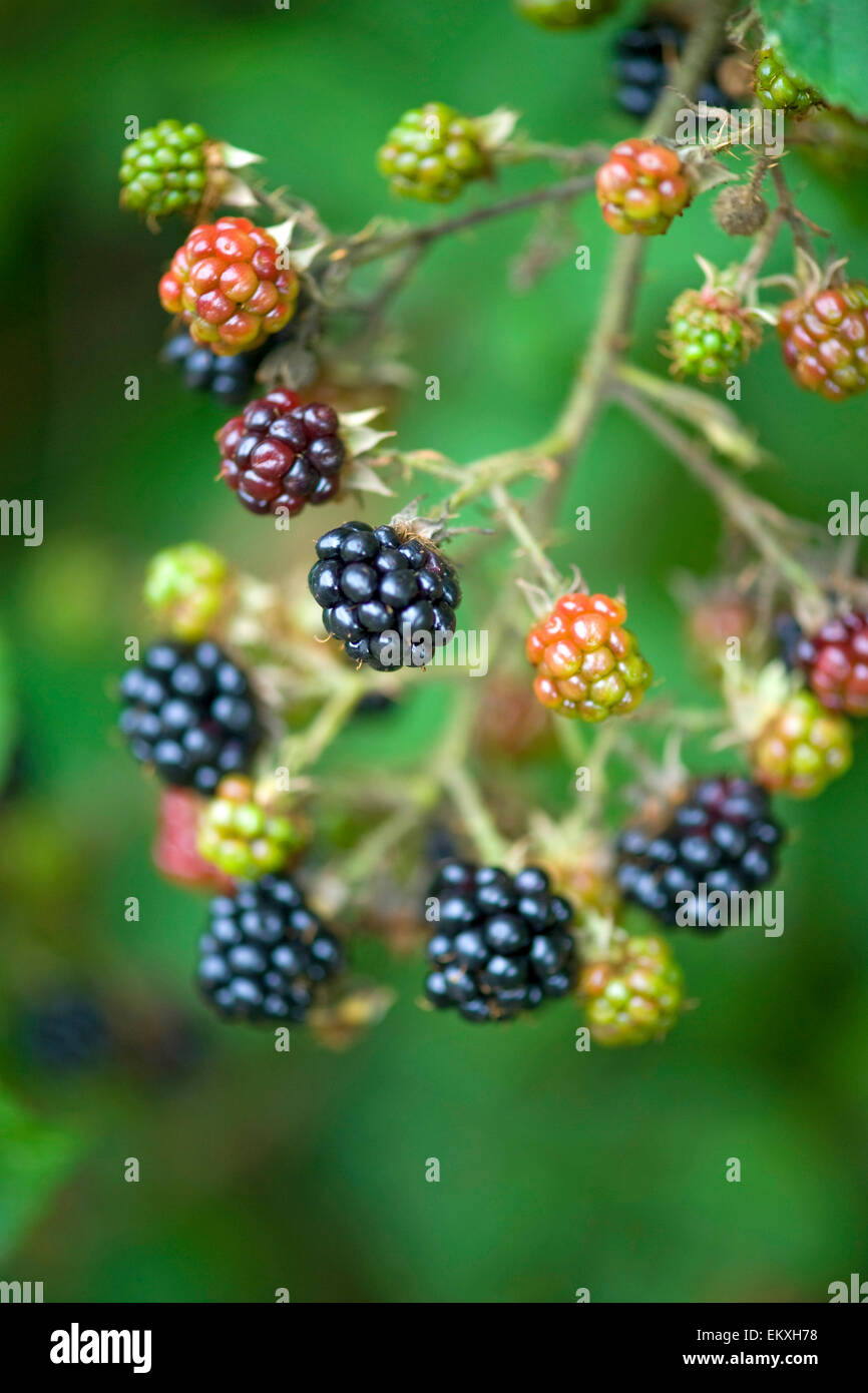 Knospe,Bud,Trieb,Triebspitze,Shoot,Young Shoot,Bluete,Blossom,Bloom ...