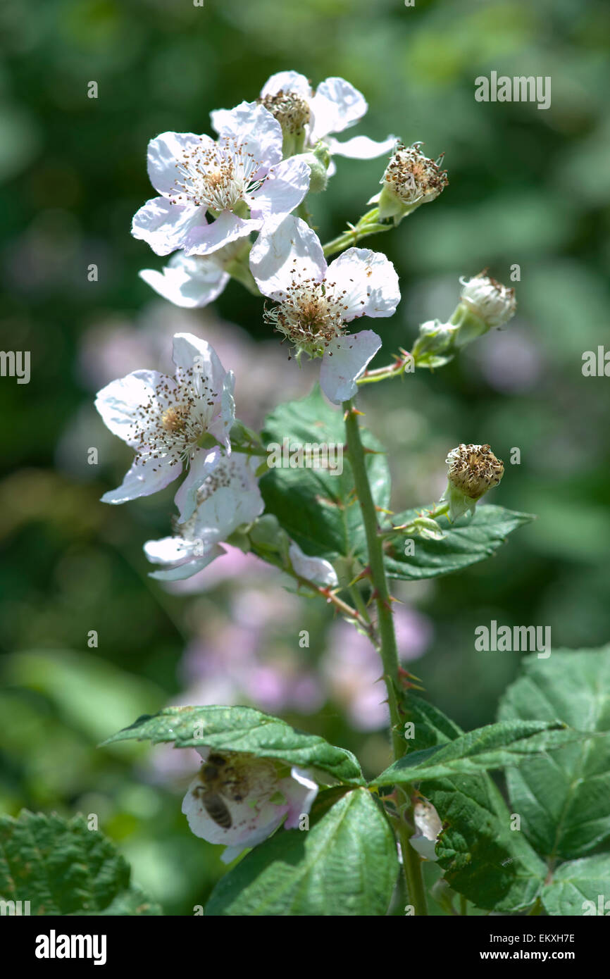 Knospe,Bud,Trieb,Triebspitze,Shoot,Young Shoot,Bluete,Blossom,Bloom ...