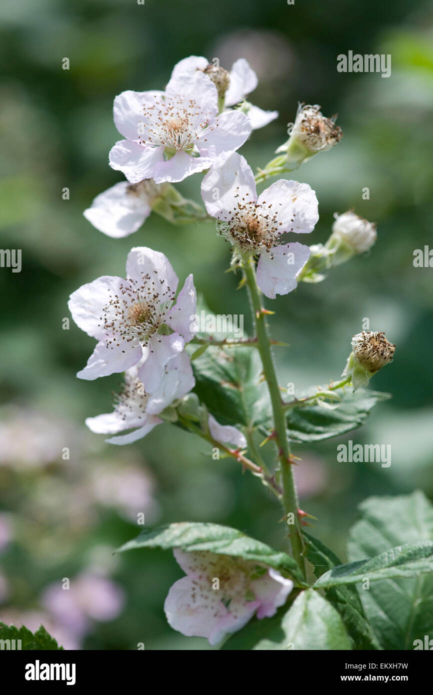 Knospe,Bud,Trieb,Triebspitze,Shoot,Young Shoot,Bluete,Blossom,Bloom ...
