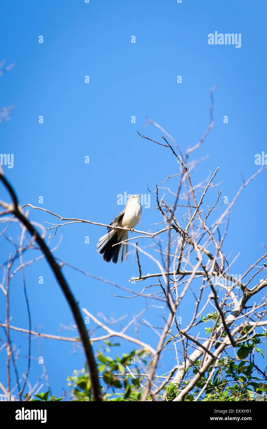 Cuba Trinidad Gran Parque Natural Topes de Collantes , El Cubano ...