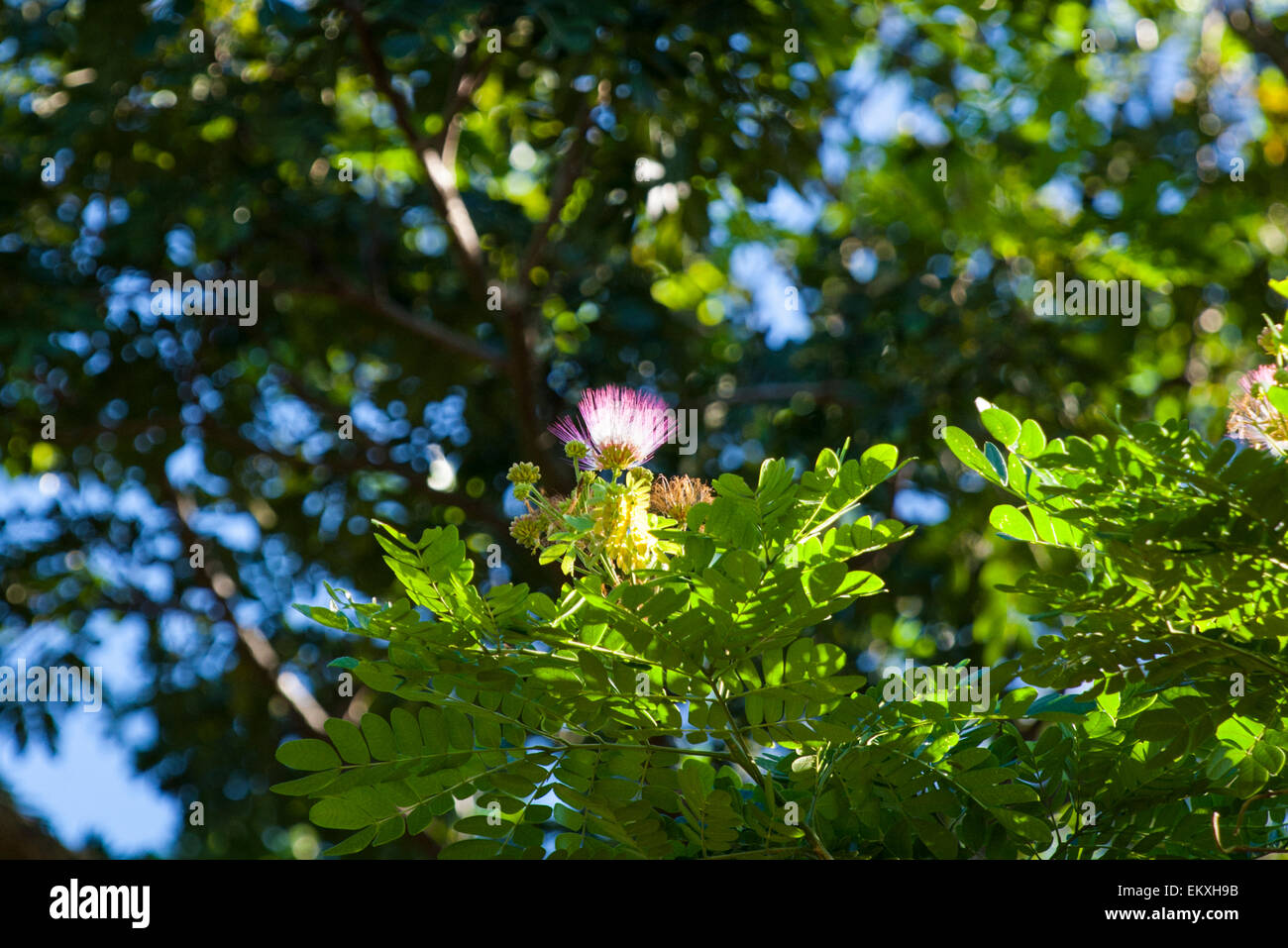 Cuba Trinidad Gran Parque Natural Topes de Collantes El Cubano flora ...
