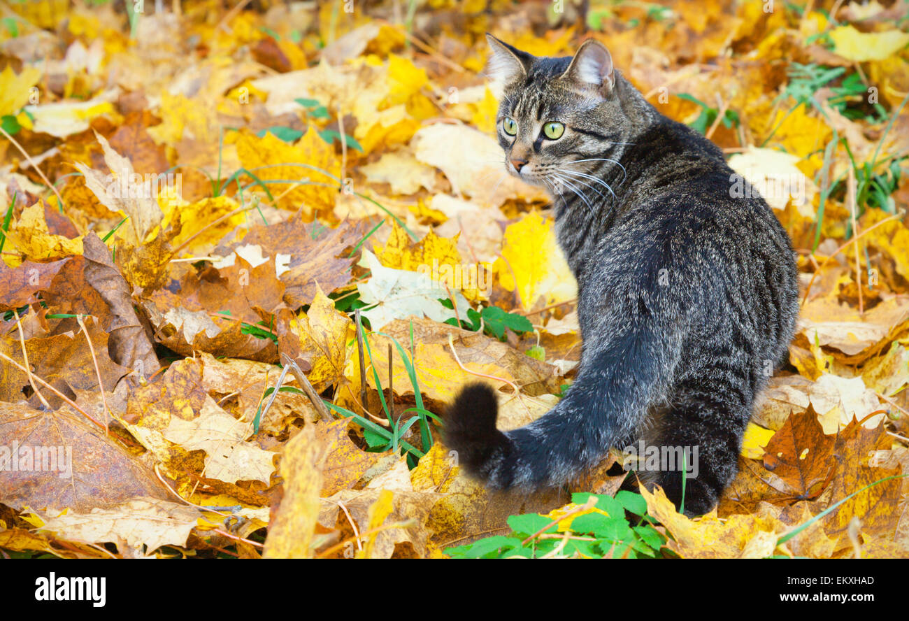 Beautiful kitty on the autumn leaves Stock Photo - Alamy