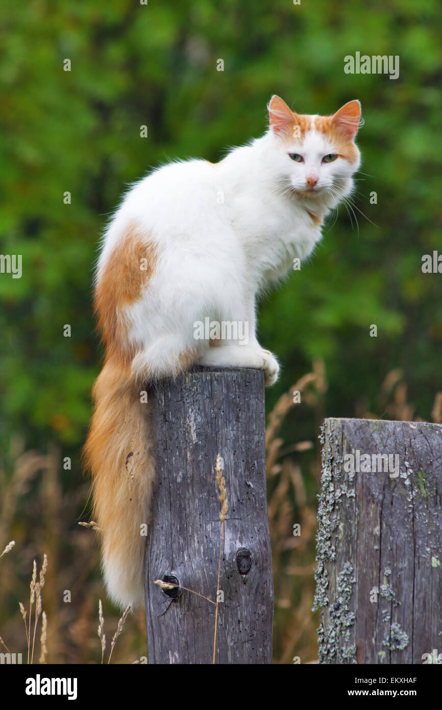 Cat on a fencepost Stock Photo - Alamy