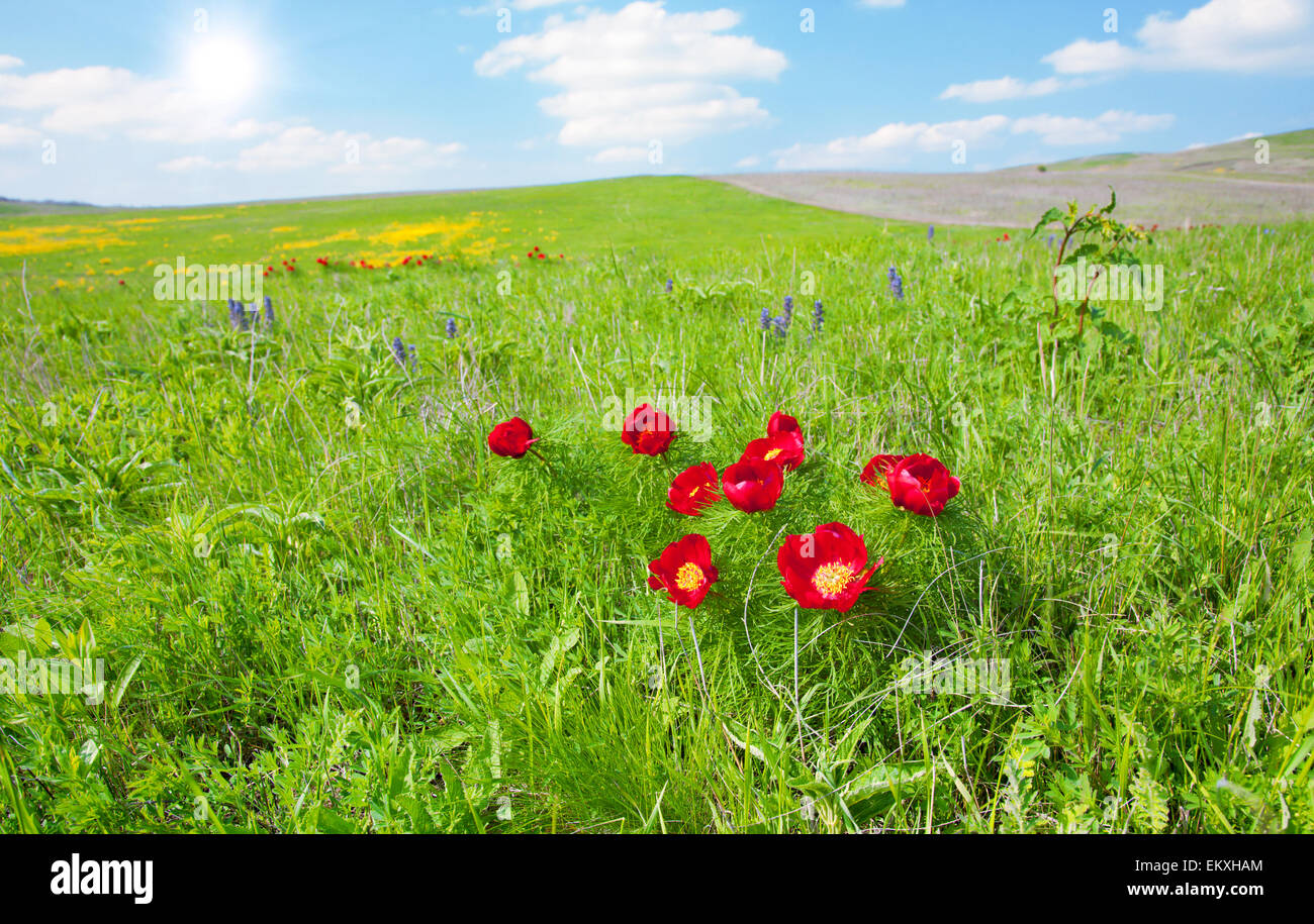 red wild flowers Stock Photo - Alamy