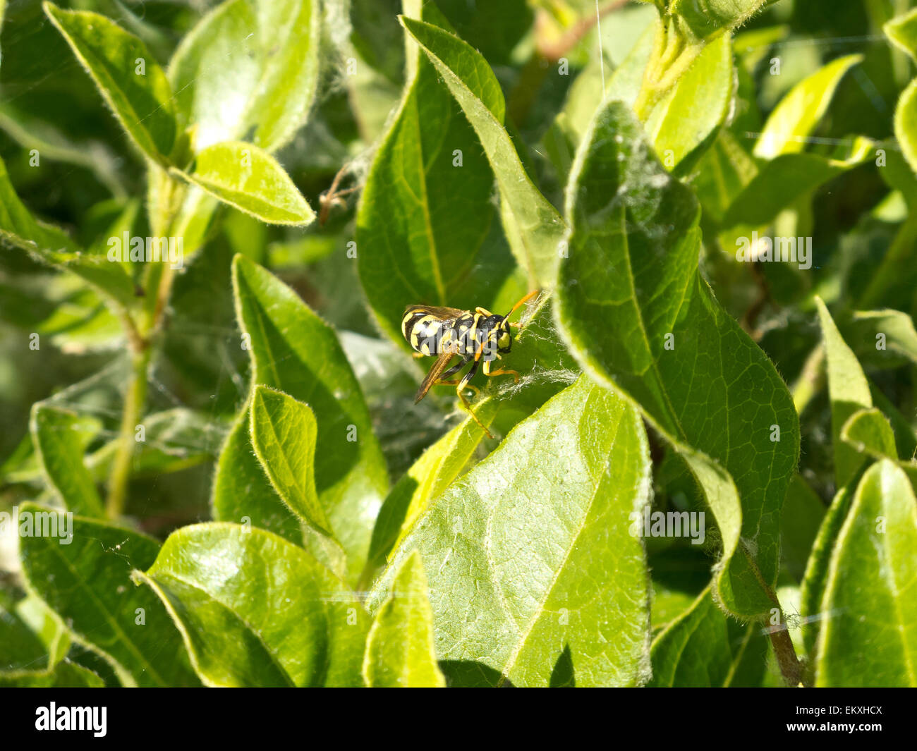 A common wasp perched on the green leaves of a bush on a sunny day ...