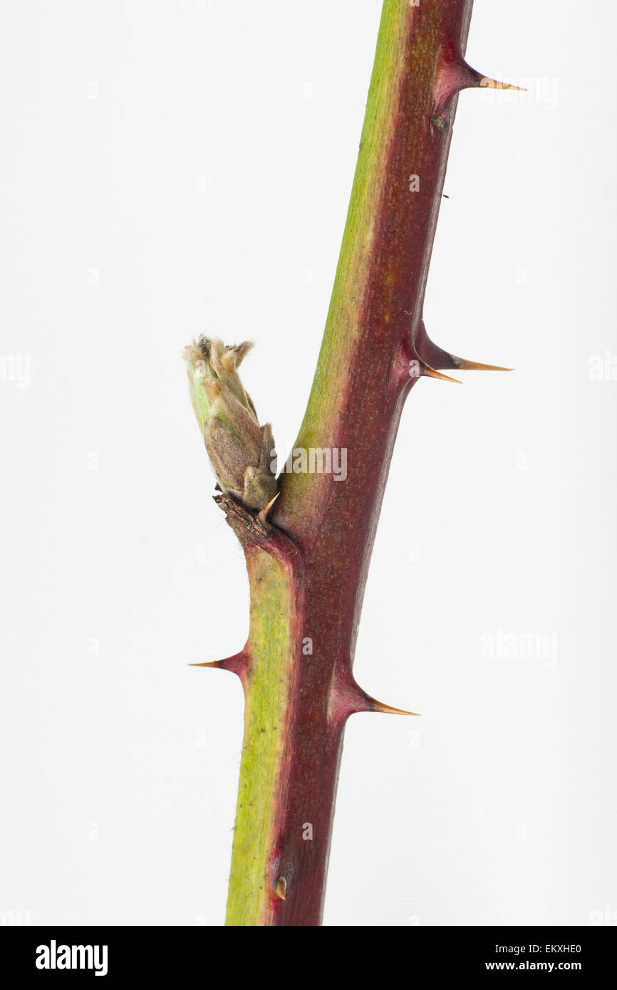 Knospe,Bud,Trieb,Triebspitze,Shoot,Young Shoot,Bluete,Blossom,Bloom ...