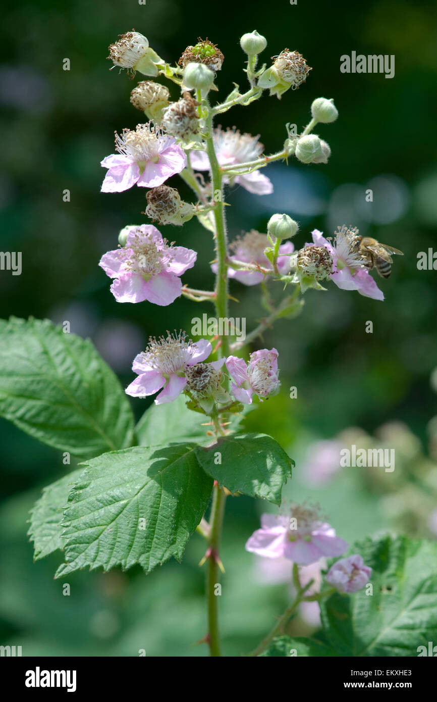 Knospe,Bud,Trieb,Triebspitze,Shoot,Young Shoot,Bluete,Blossom,Bloom ...