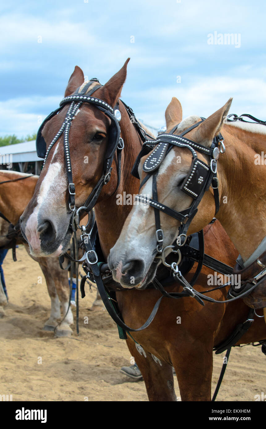 Rural fair draft horses hi-res stock photography and images - Alamy