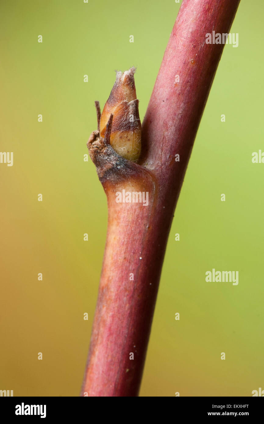 Knospe,Bud,Trieb,Triebspitze,Shoot,Young Shoot,Bluete,Blossom,Bloom ...