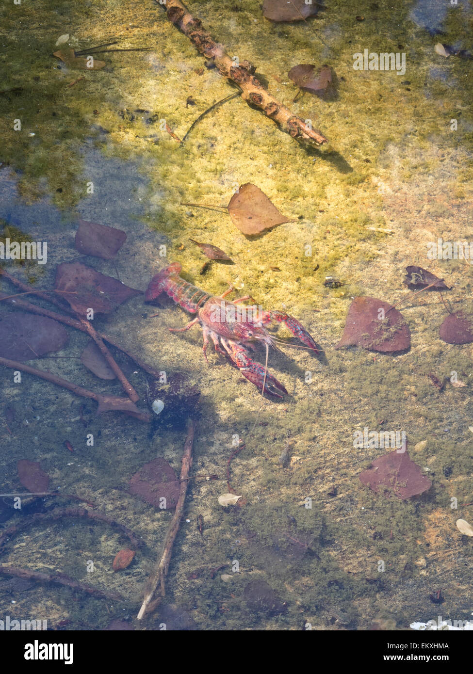 Crab nipper hi-res stock photography and images - Alamy