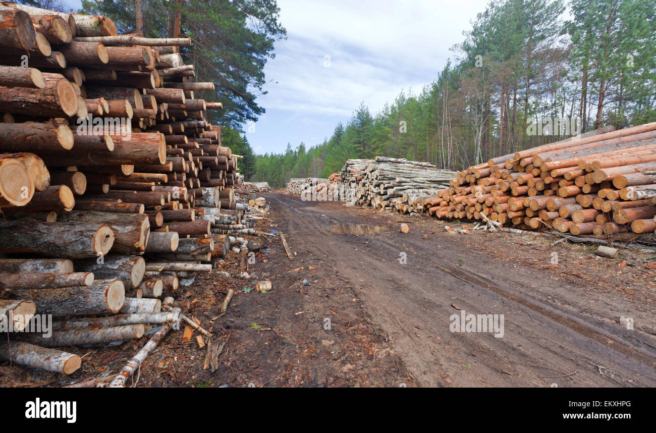 A big pile of wood in a forest road Stock Photo - Alamy