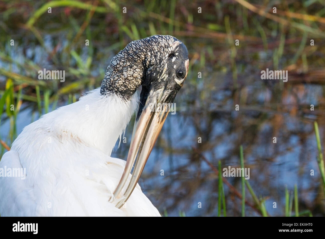 Nature reserve florida usa stork hi-res stock photography and images ...