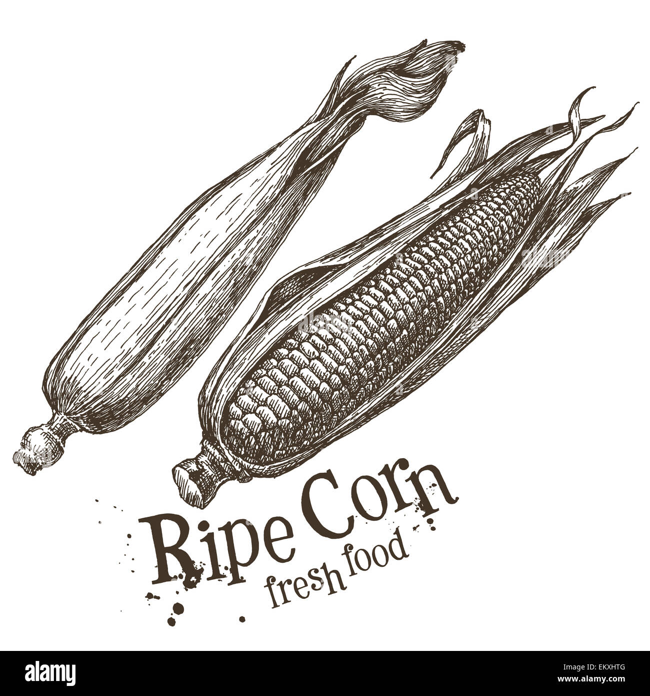 Drawing corn husk hi-res stock photography and images - Alamy