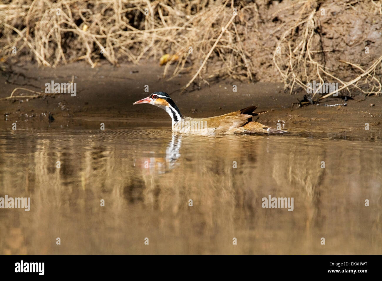 American finfoot heliornis fulica hi-res stock photography and images ...