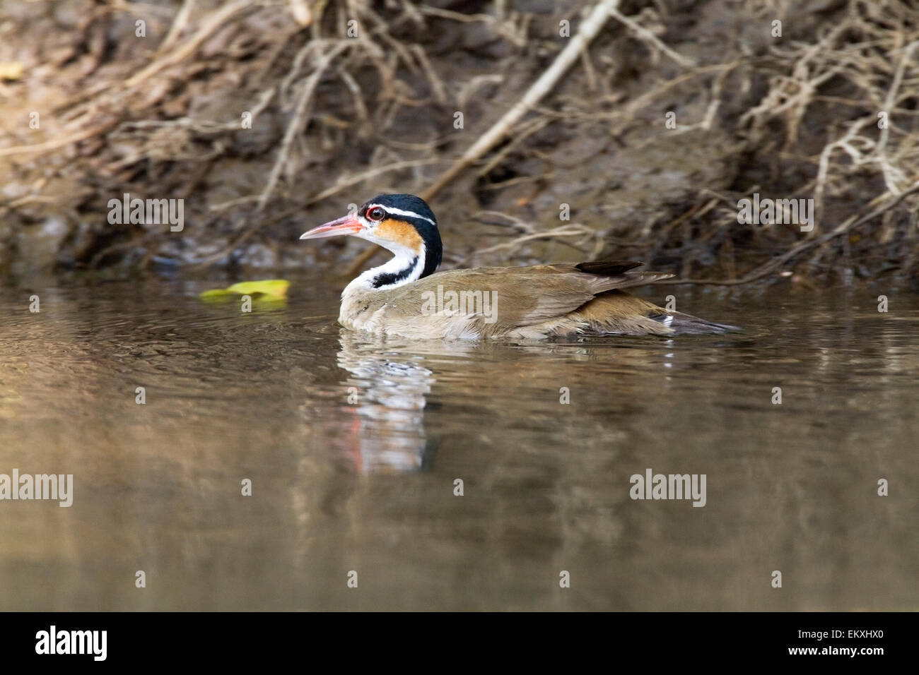 American finfoot heliornis fulica hi-res stock photography and images ...