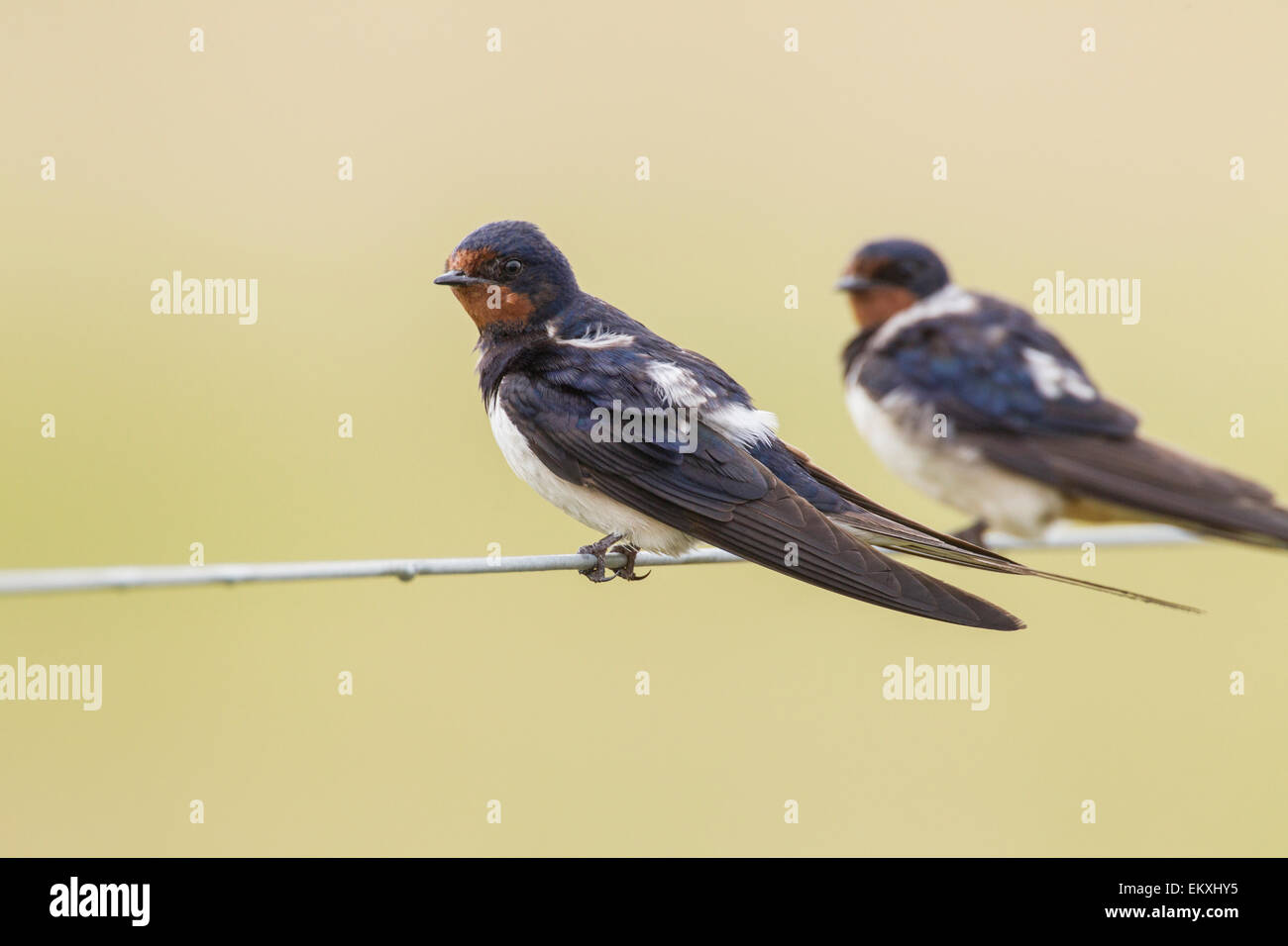 barn swallow (Hirundo rustica) two birds perched on wire fence, resting ...