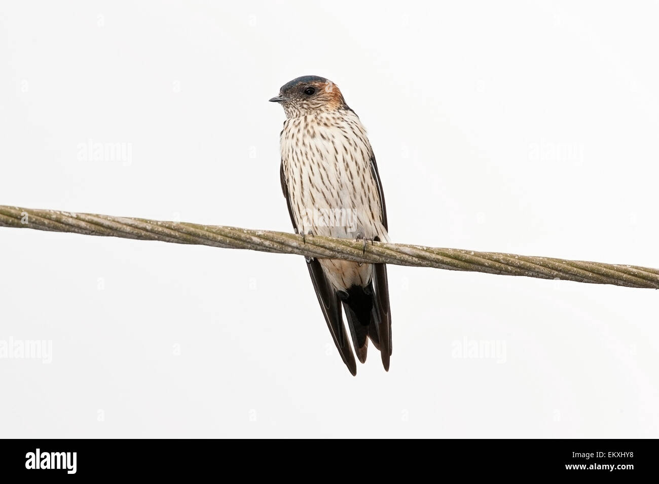 Swallow with flies in mouth hi-res stock photography and images - Alamy