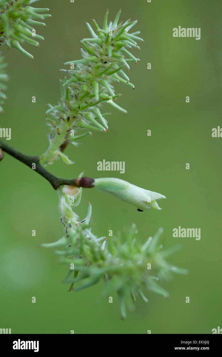 Knospe,Bud,Trieb,Triebspitze,Shoot,Young Shoot,Bluete,Blossom,Bloom ...