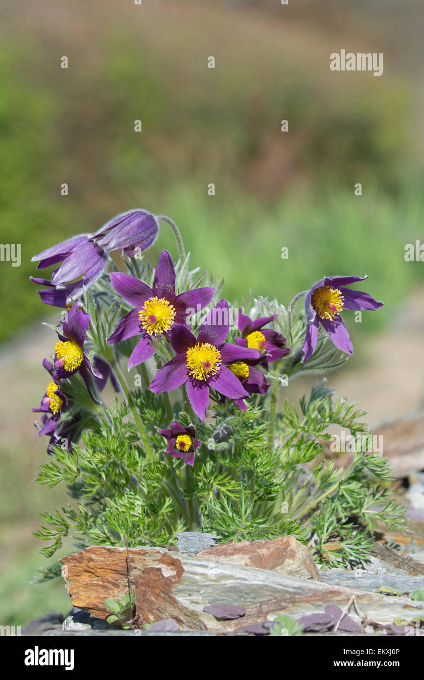 Pasque Flower: Pulsatilla vulgaris. Botanic Garden, Surrey, England ...