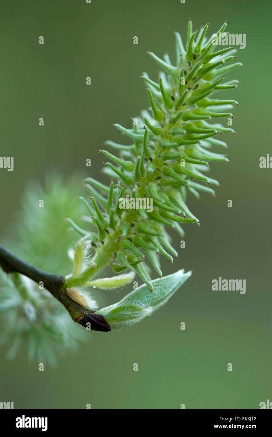 Knospe,Bud,Trieb,Triebspitze,Shoot,Young Shoot,Bluete,Blossom,Bloom ...