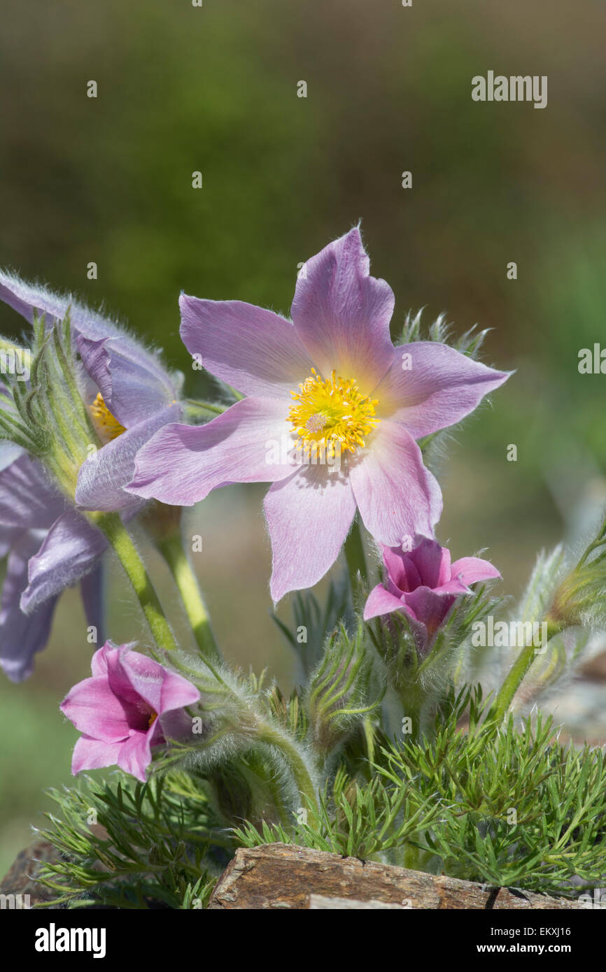 Pasque Flower: Pulsatilla vulgaris. Botanic Garden, Surrey, England ...