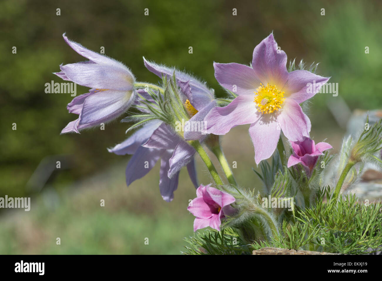 Pasque Flower: Pulsatilla vulgaris. Botanic Garden, Surrey, England ...