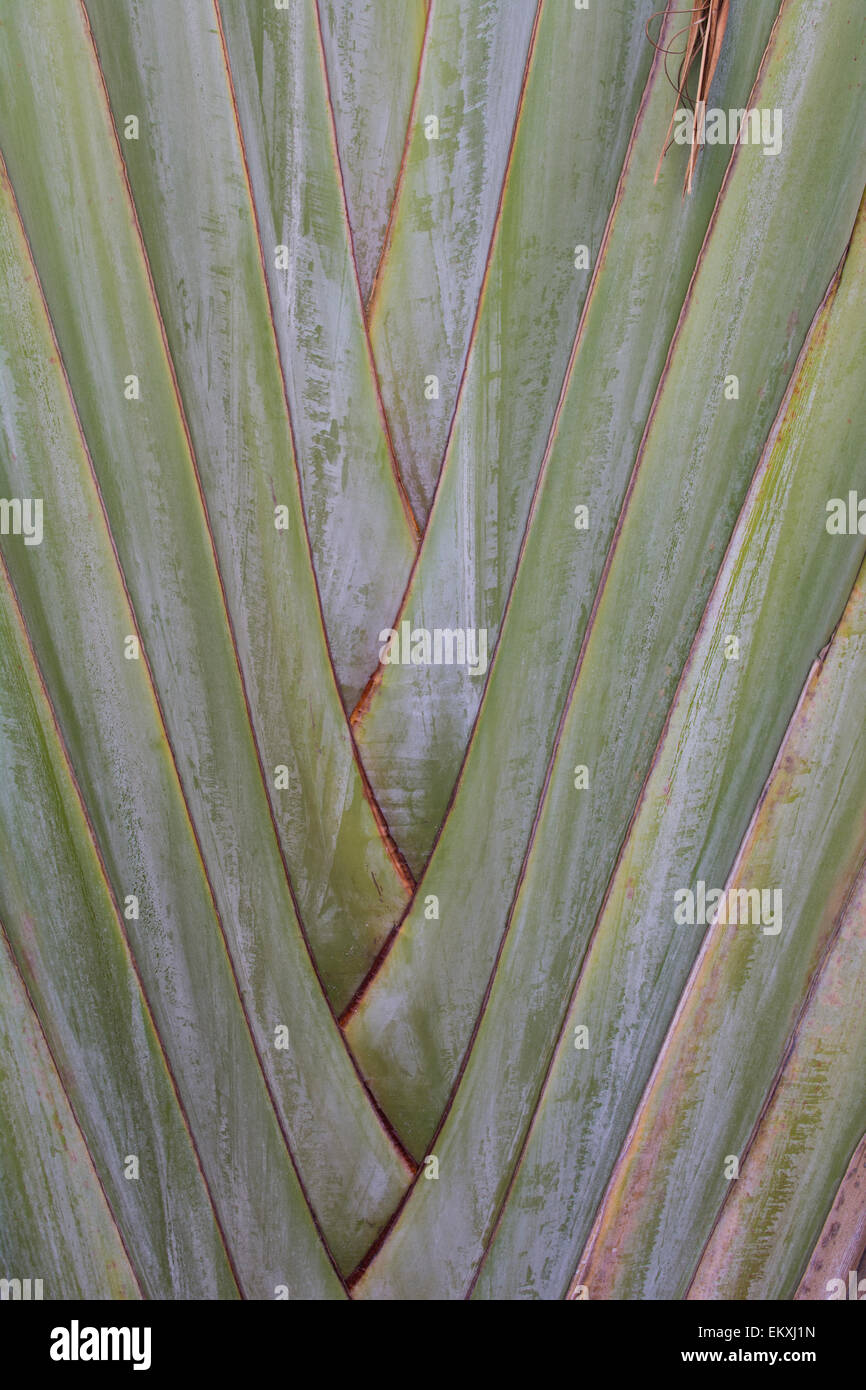 Traveller's Tree: Ravenala madagascariensis Stock Photo - Alamy