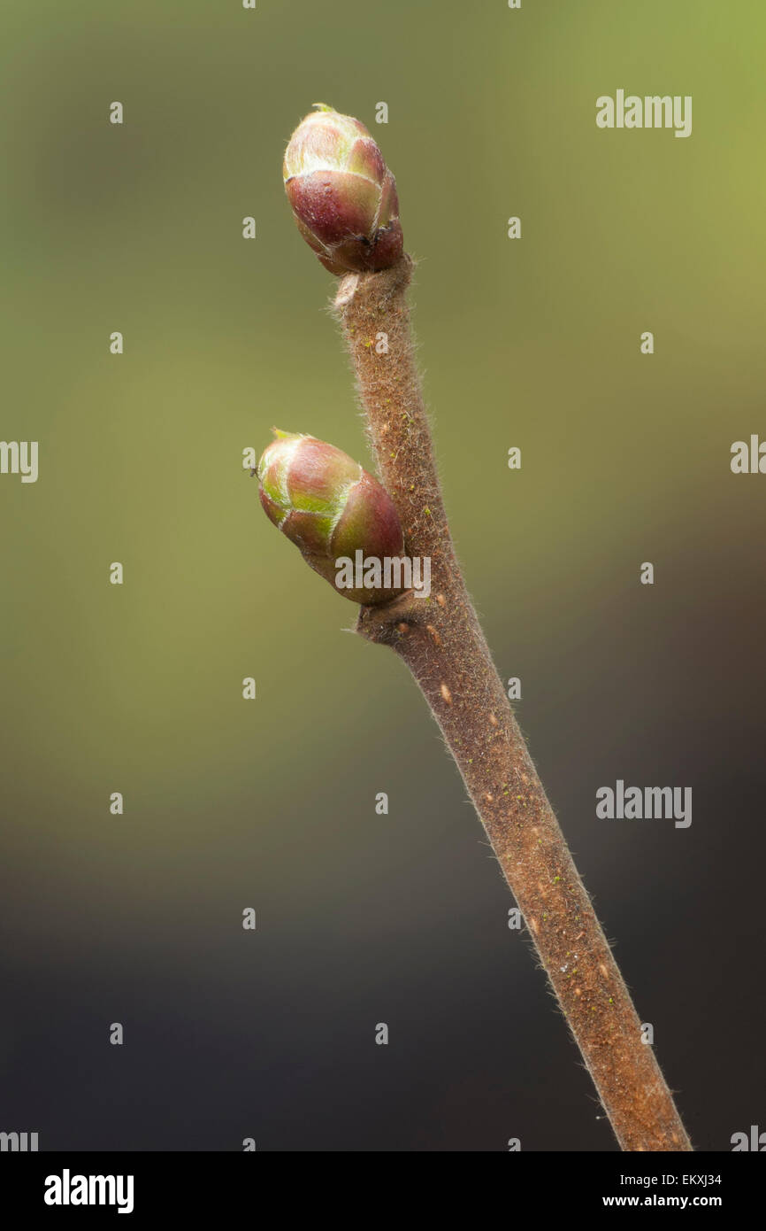 Bud shoot trieb triebspitze young bloom blossom bluete salix shoot alba ...