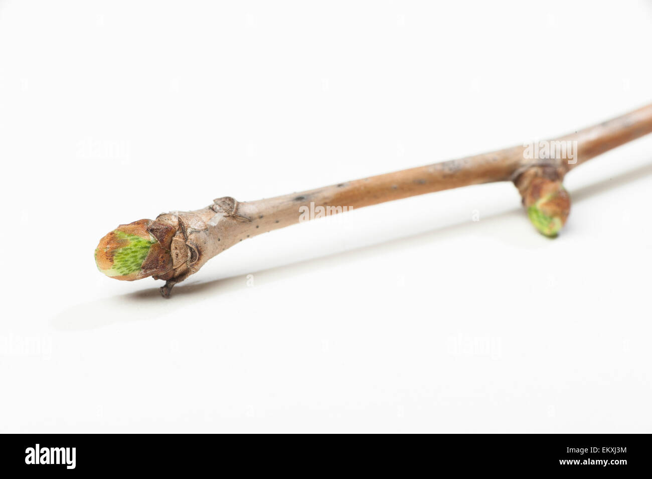 Knospe,Bud,Trieb,Triebspitze,Shoot,Young Shoot,Bluete,Blossom,Bloom ...