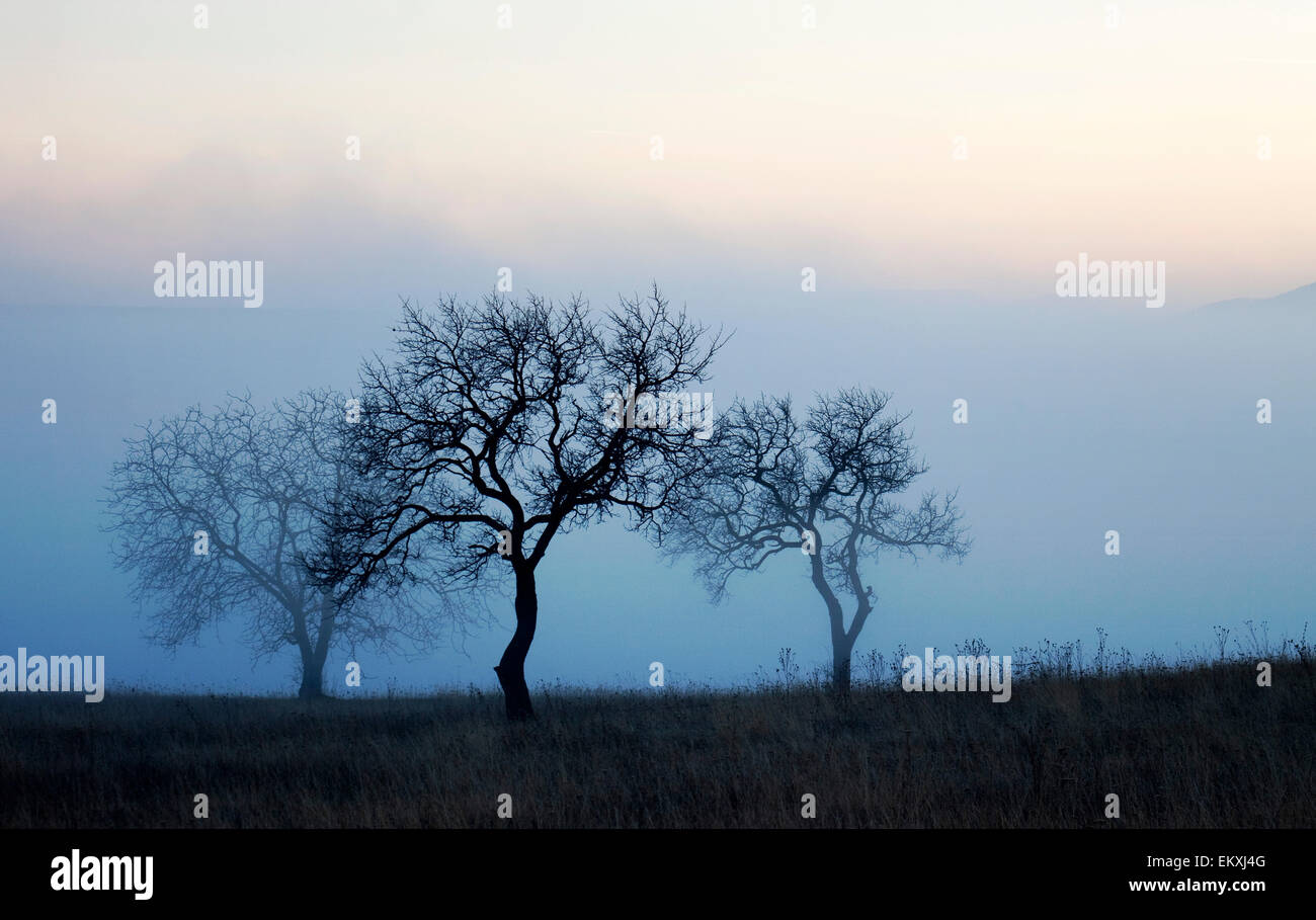 Trees in misty autumn sunset Stock Photo - Alamy