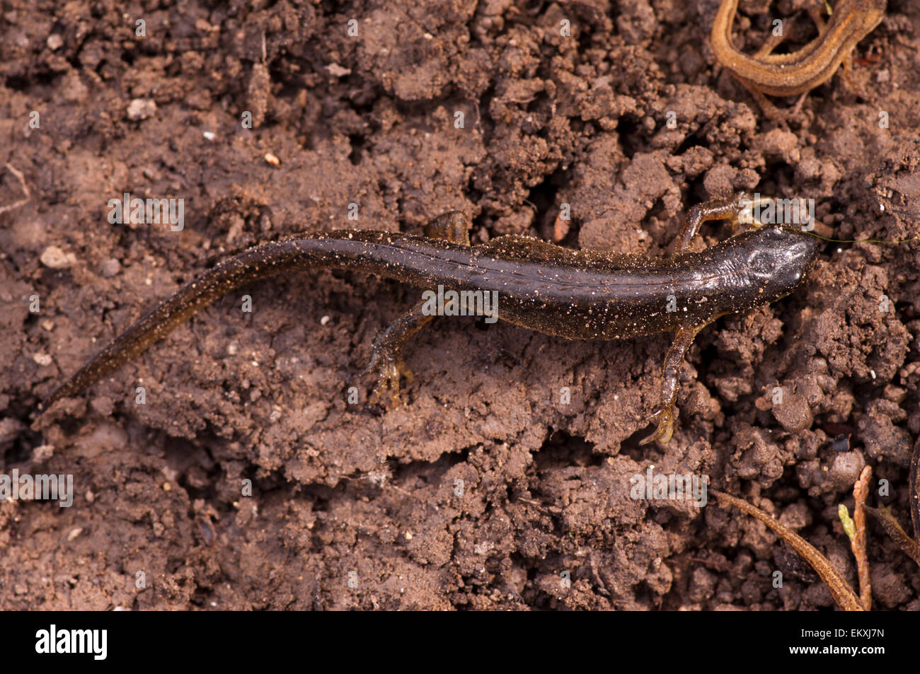 smooth newt also known as common newt Lissotriton vulgaris Stock Photo ...