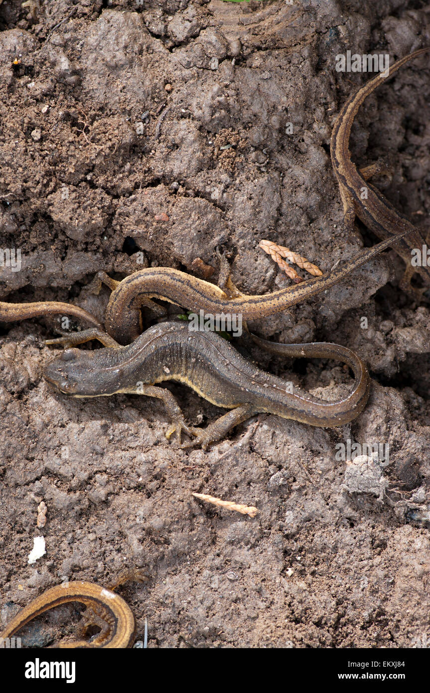 smooth newts also known as common newts Lissotriton vulgaris Stock ...