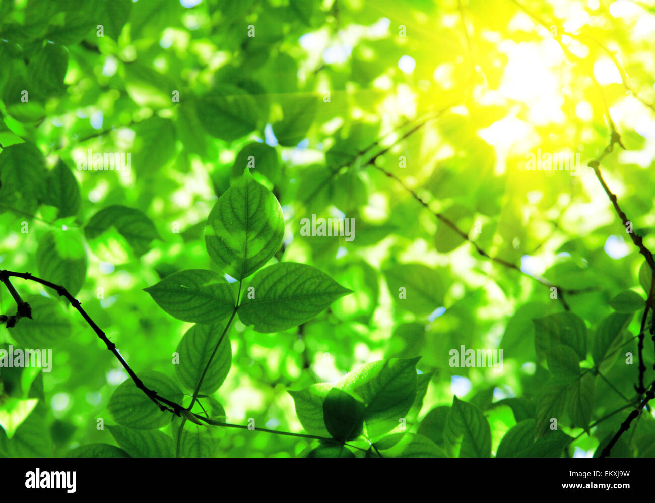 Green leaves and sun Stock Photo - Alamy
