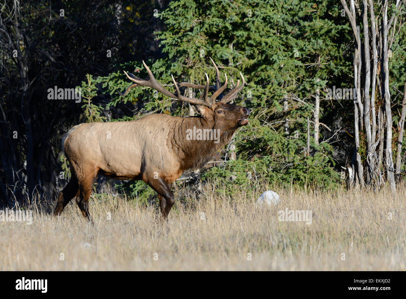 Side view large bull elk hi-res stock photography and images - Alamy