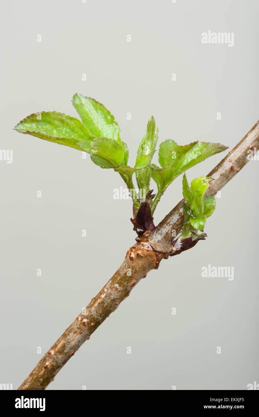 Knospe,Bud,Trieb,Triebspitze,Shoot,Young Shoot,Bluete,Blossom,Bloom ...