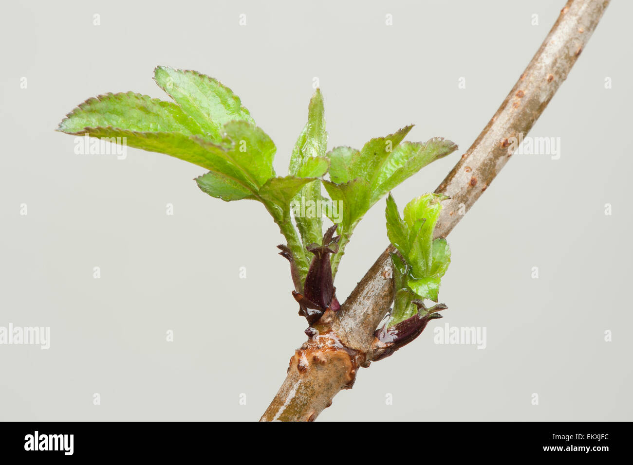 Knospe,Bud,Trieb,Triebspitze,Shoot,Young Shoot,Bluete,Blossom,Bloom ...