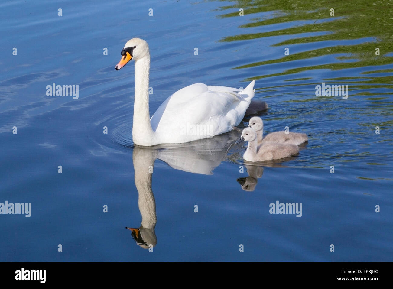 River swimming pool copenhagen hi-res stock photography and images - Alamy