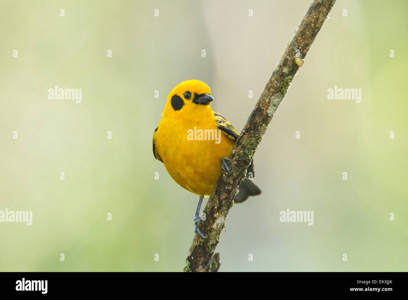 golden tanager (Tangara arthus) adult male standing on tree branch in ...