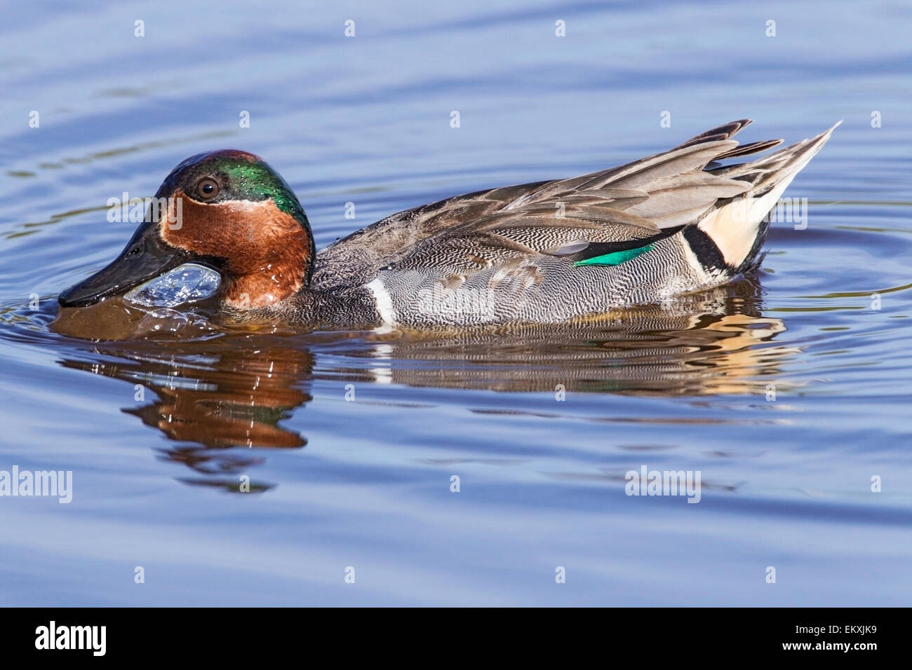 Green winged teal in flight hi-res stock photography and images - Alamy