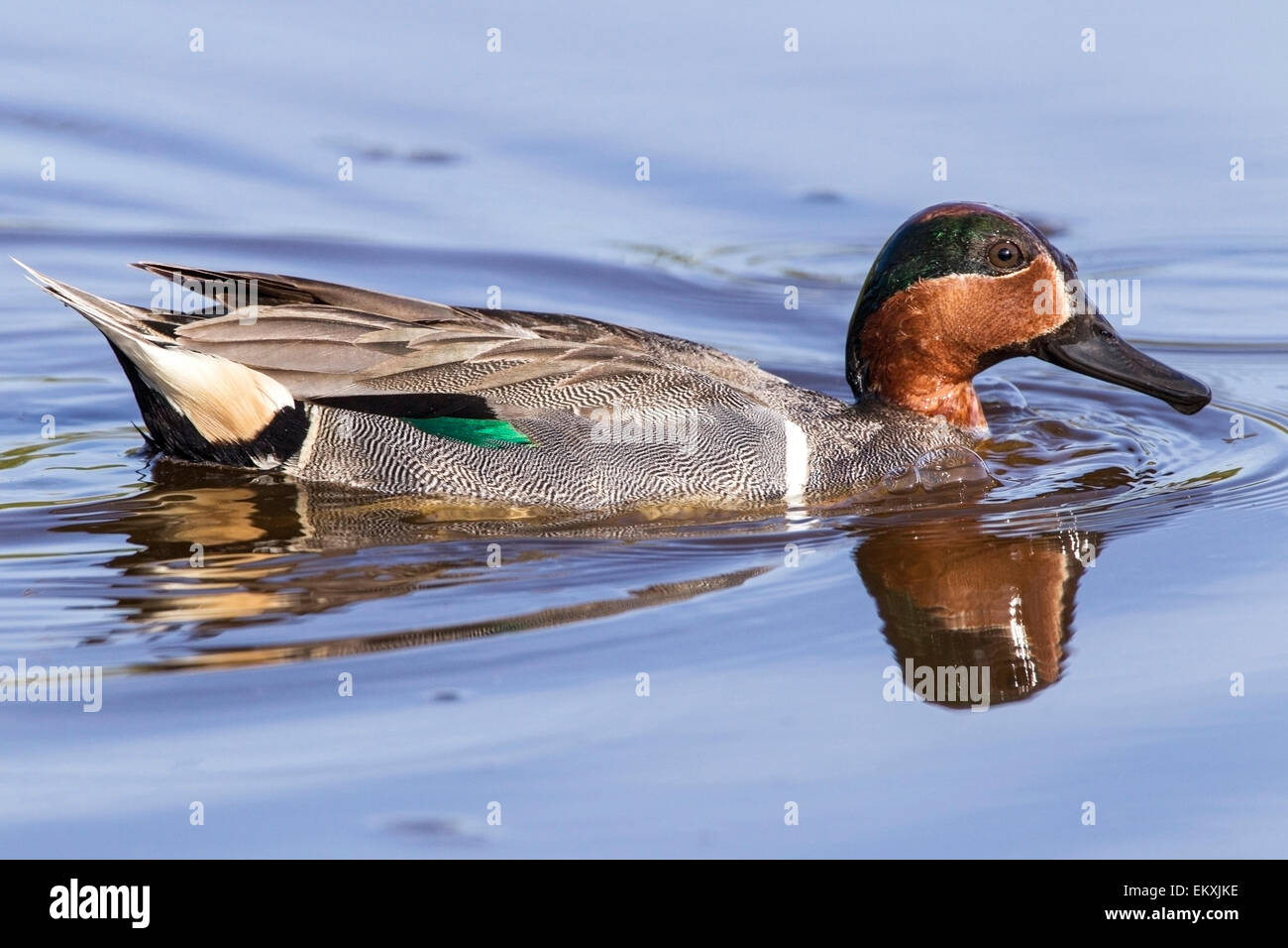 Green winged teal drake in flight hi-res stock photography and images ...