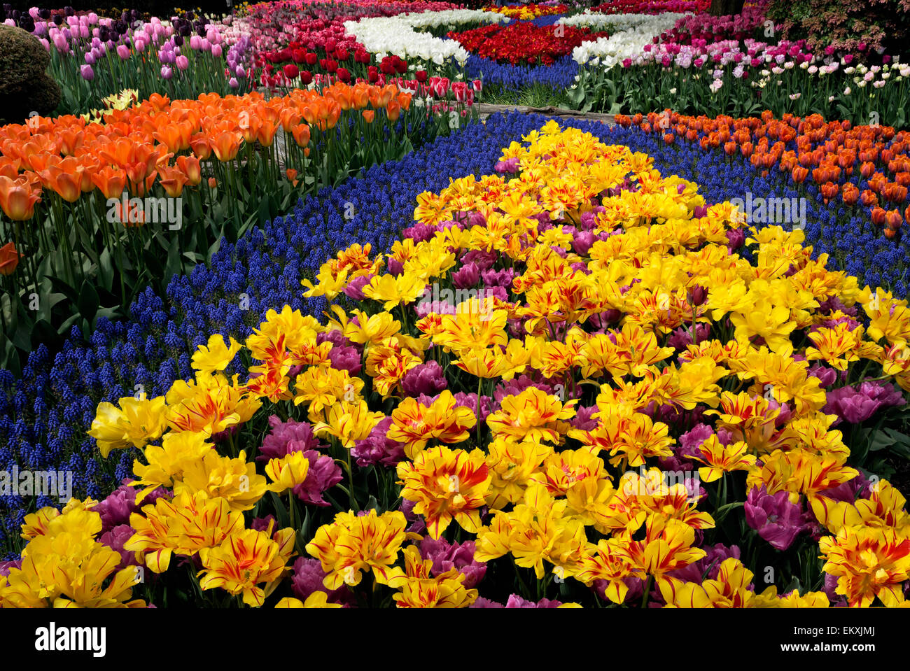 WASHINGTON - Tulips and hyacinths in a demonstration garden at ...