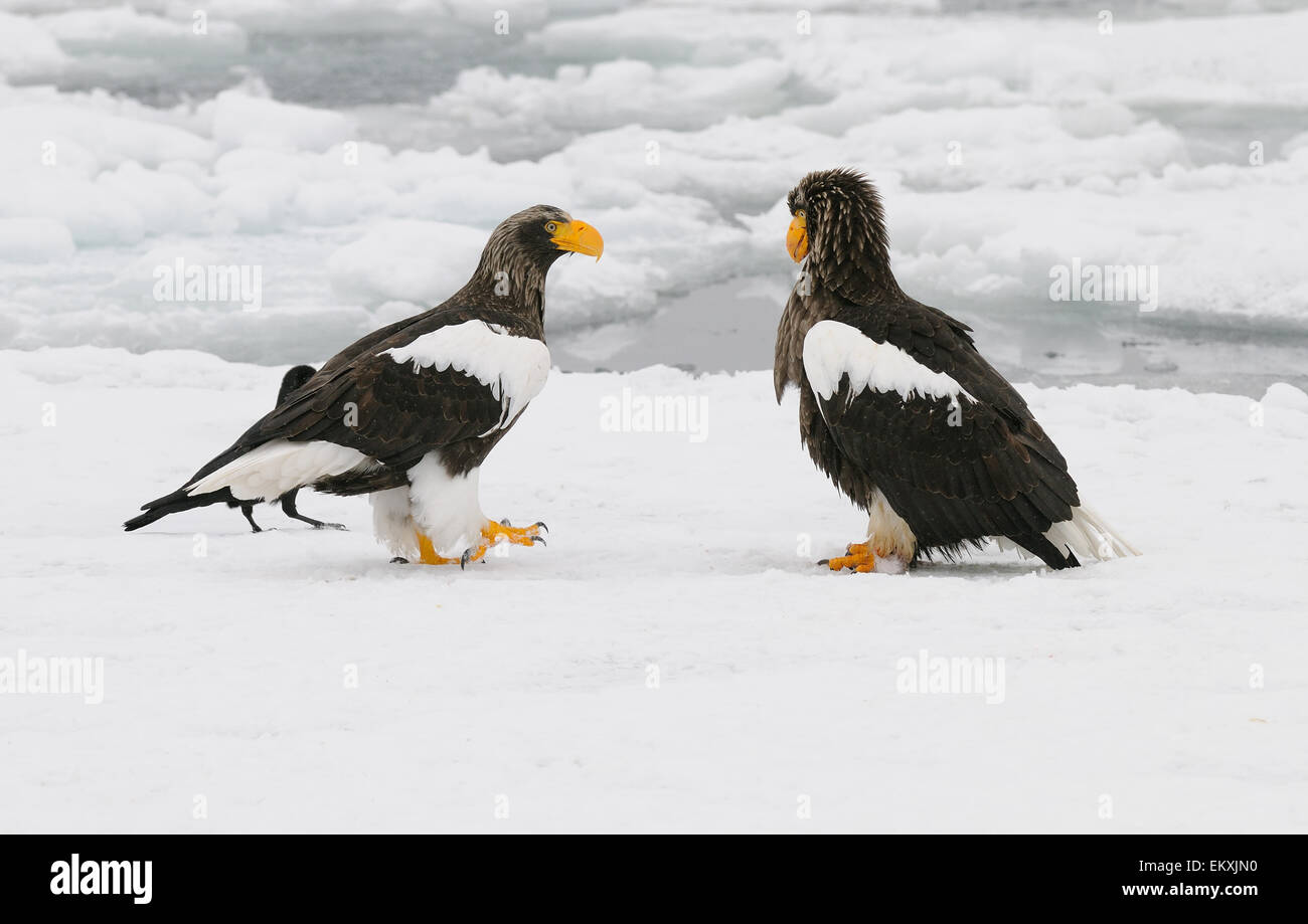 Stellers Sea Eagles on the drifting ice at Nemuro Strait a few miles ...