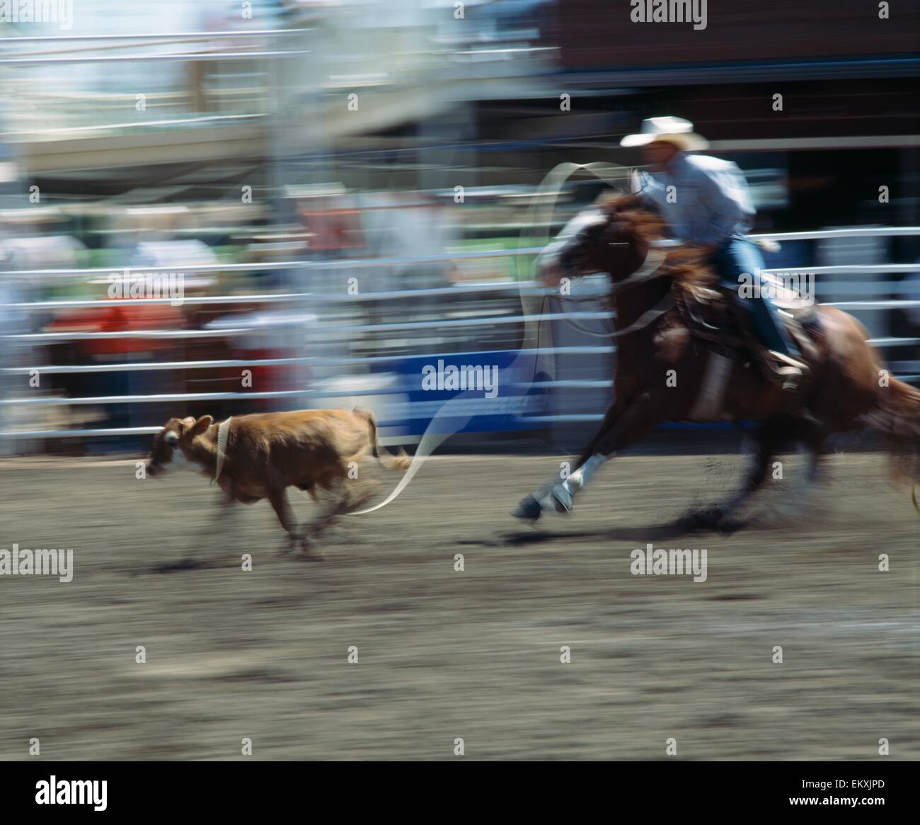 Calf Roper, Calgary Stampede, Calgary, Alberta, Canada Stock Photo - Alamy