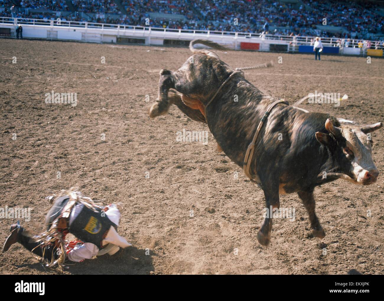 Bull rider calgary stampede calgary hi-res stock photography and images ...